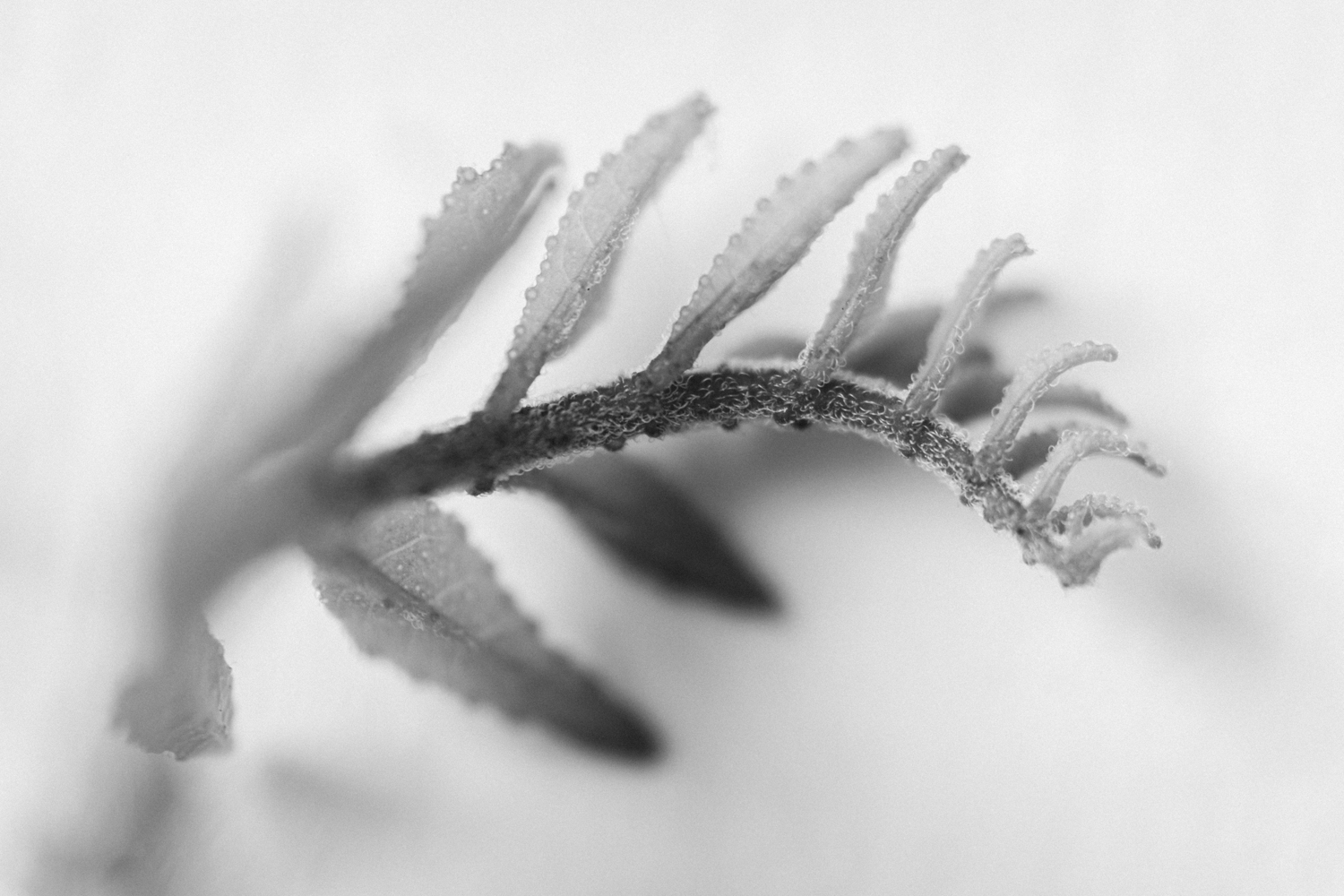 Botanical Fern Photography - Tahnia Roberts Artworks