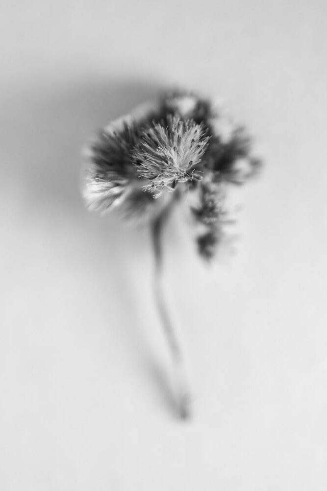 Monochrome Still Life Flower Study - Tahnia Roberts Artworks